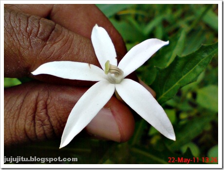 Korejat ( Hippobroma longiflora )